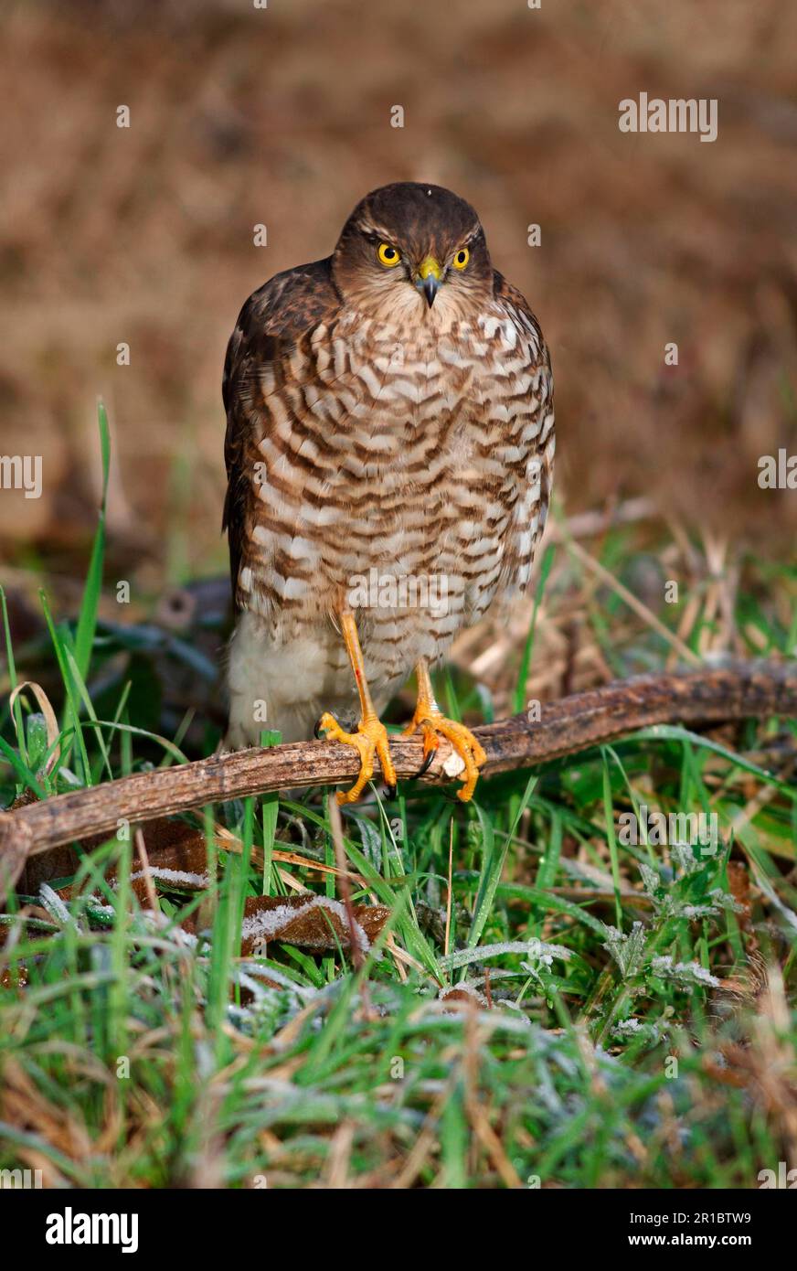 Eurasian Sparrowhawk (Accipiter nisus) adult female, perched on stem at ...