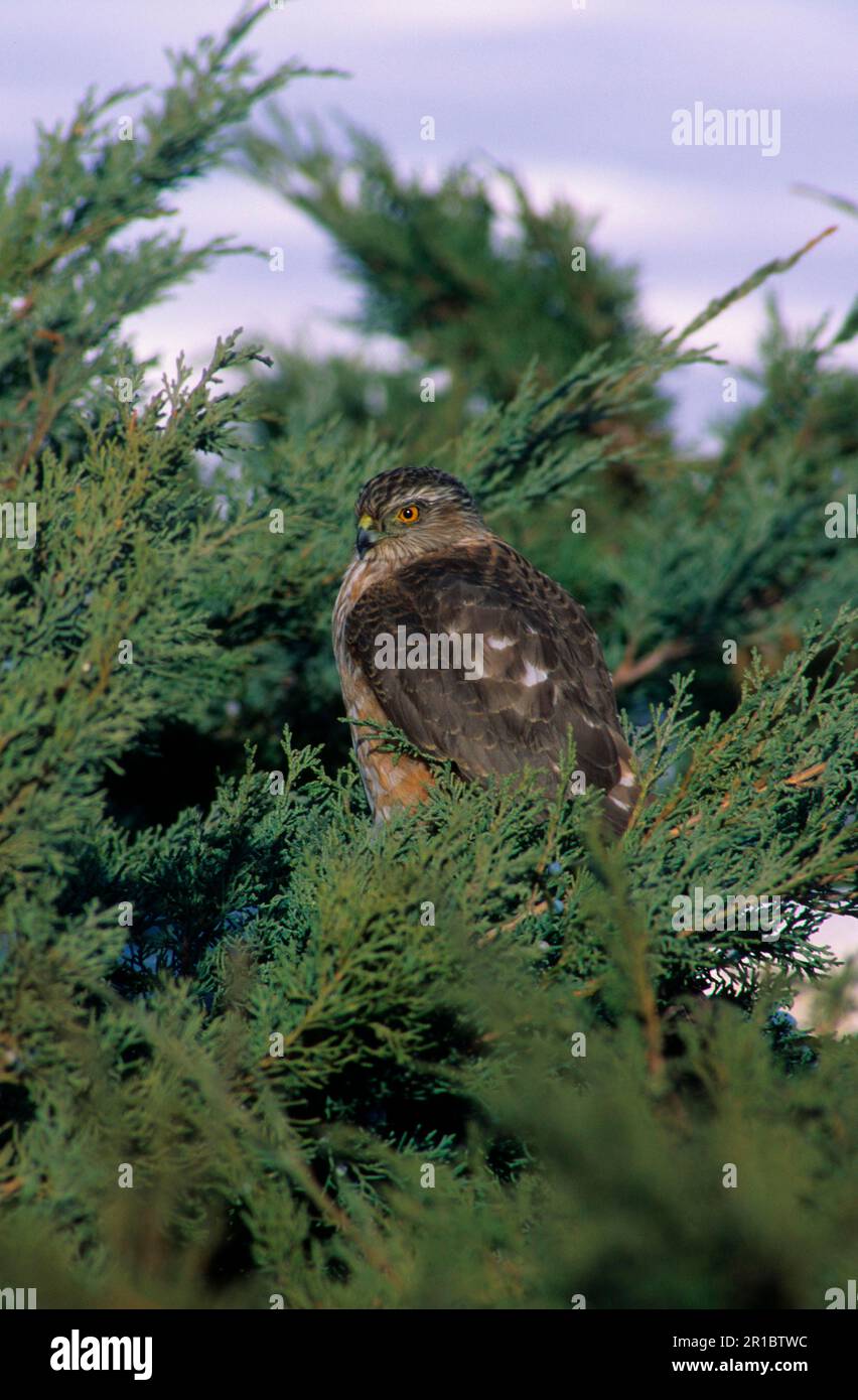 Sharp shinned hawk hi-res stock photography and images - Alamy