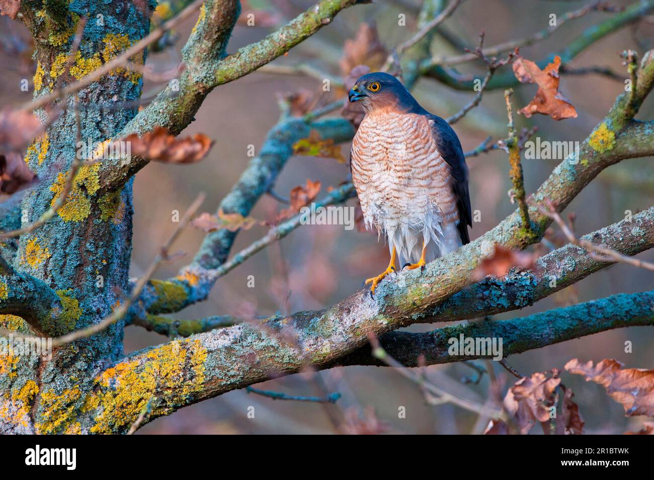 Eurasian eurasian sparrowhawk (Accipiter nisus), adult male, with wet ...