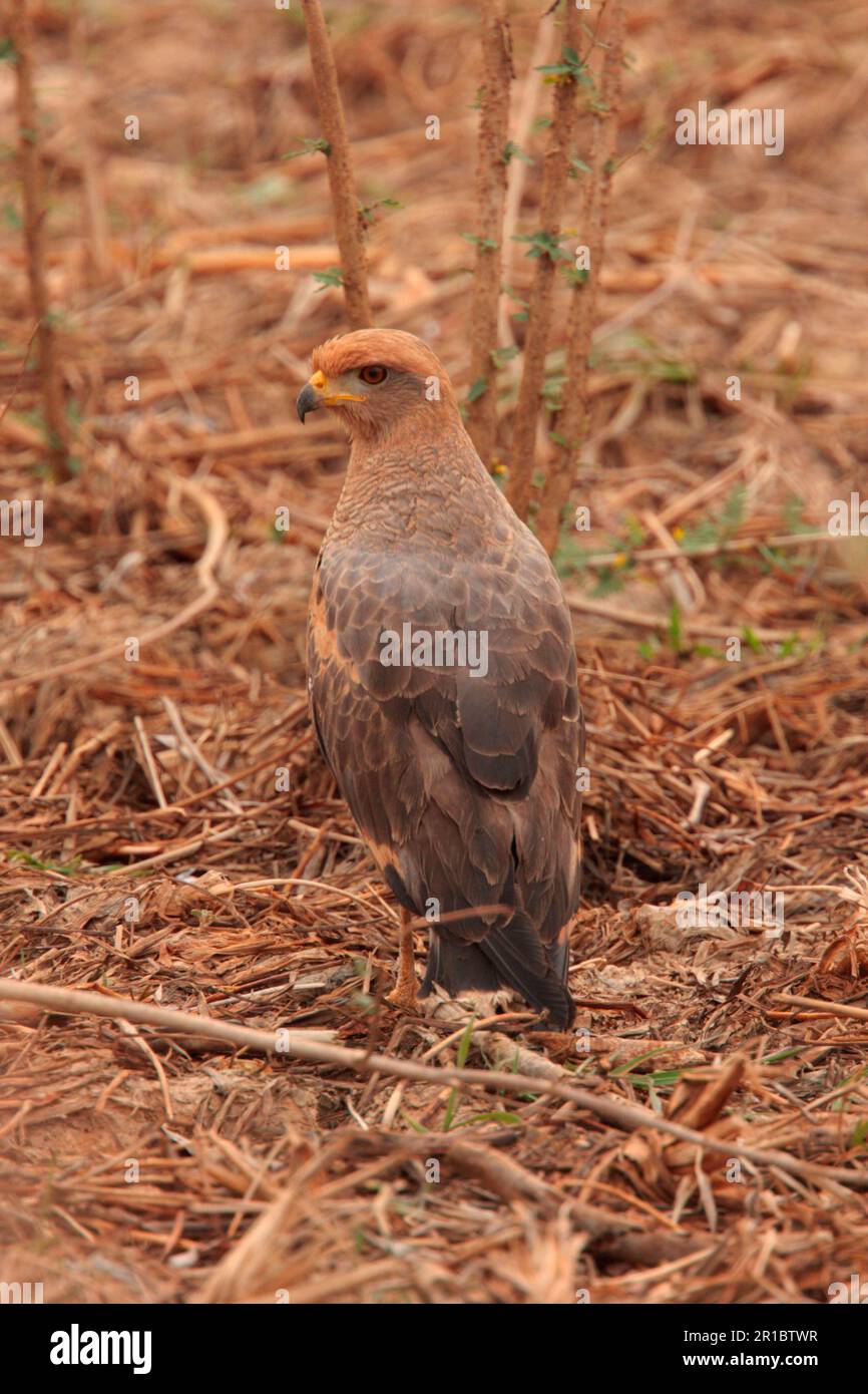 Savanna Hawk (Buteogallus meridionalis) adult, standing on ground ...