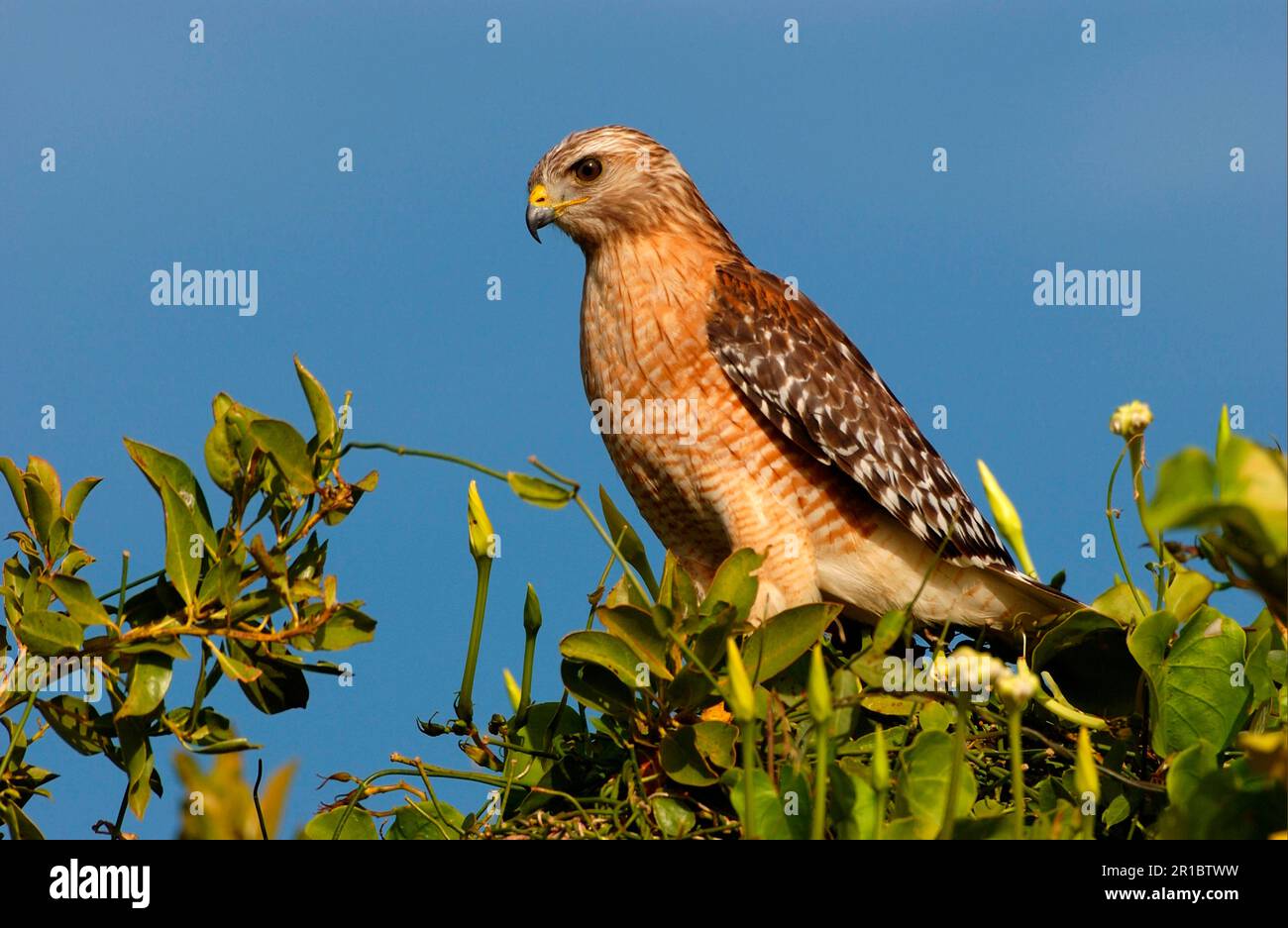 Red-shouldered Hawk (Buteo lineatus) adult, Florida (U.) S. A Stock ...