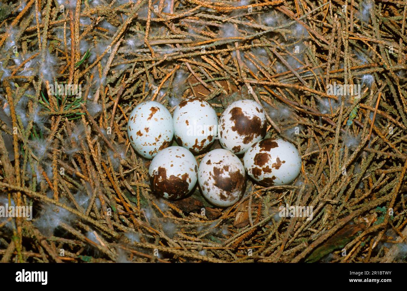 Nest and eggs of the eurasian sparrowhawk (Accipiter nisus Stock Photo ...