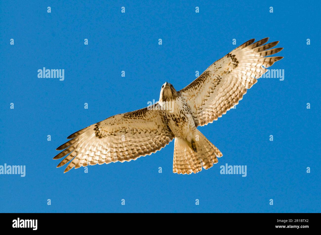 Red-tailed Hawk, red-tailed hawks (Buteo jamaicensis), Red-tailed ...