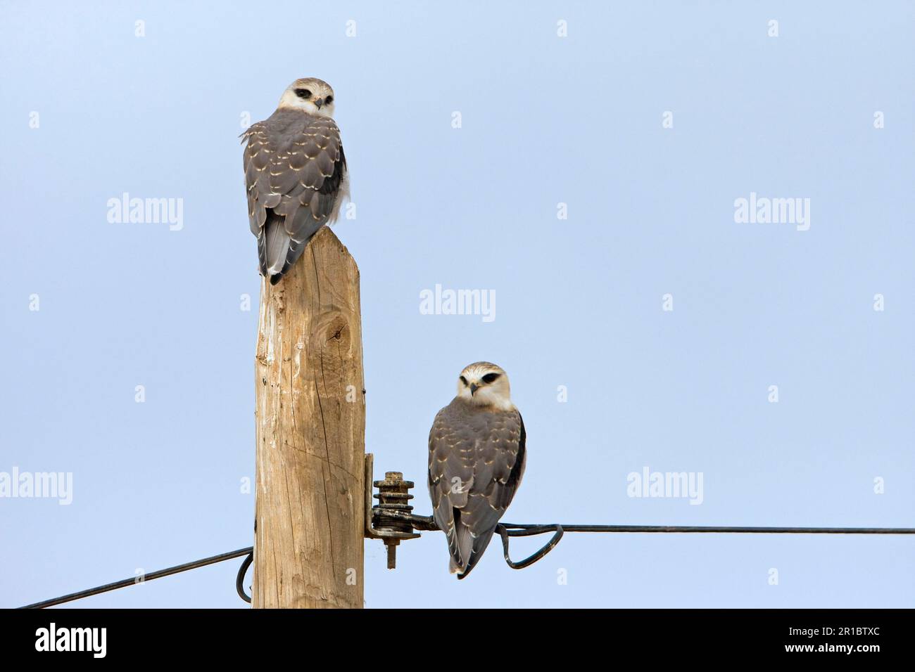 Black-winged kite (Elanus caeruleus) two fledged young on telegraph ...