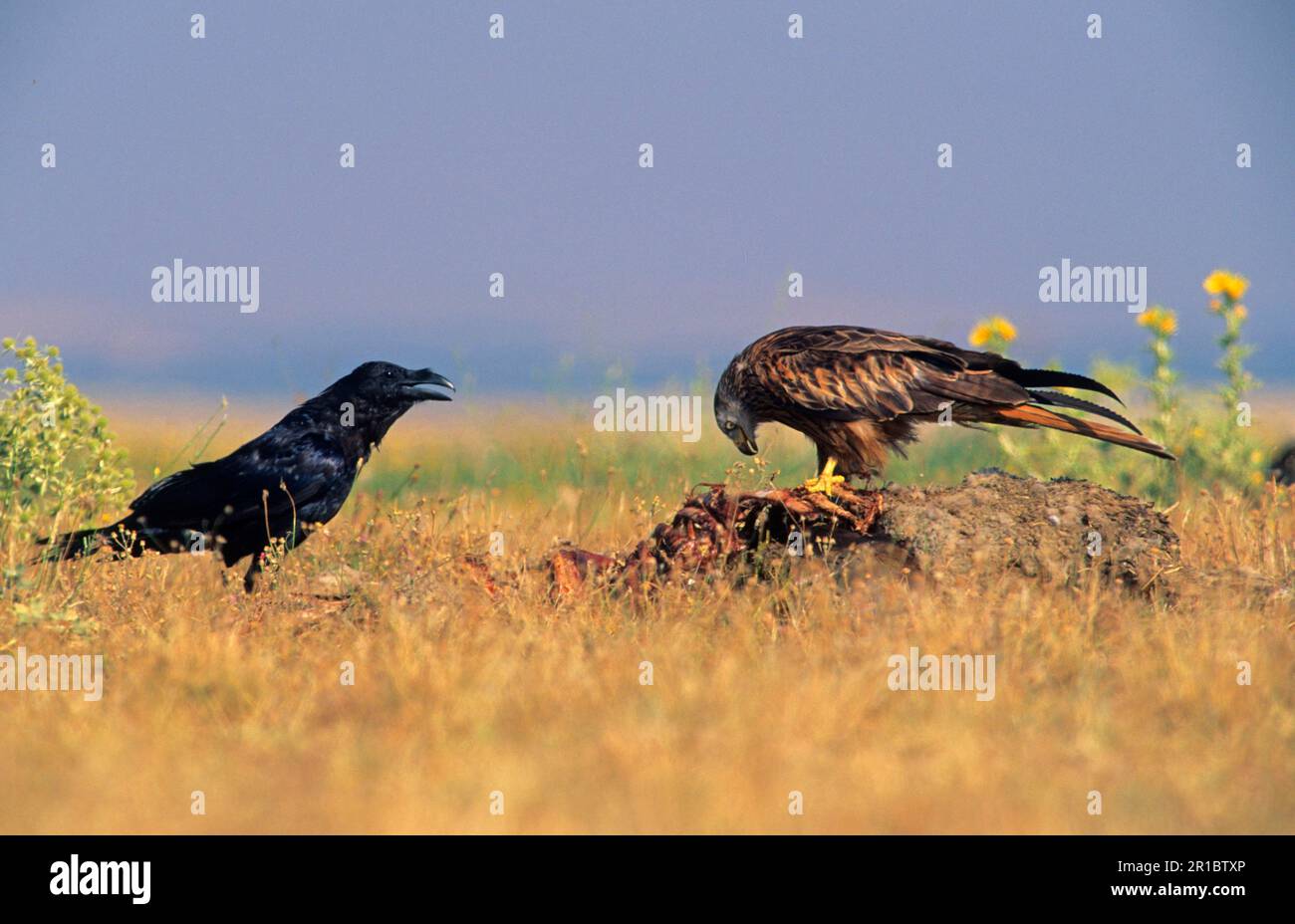 Red kite eating sheep hi-res stock photography and images - Alamy