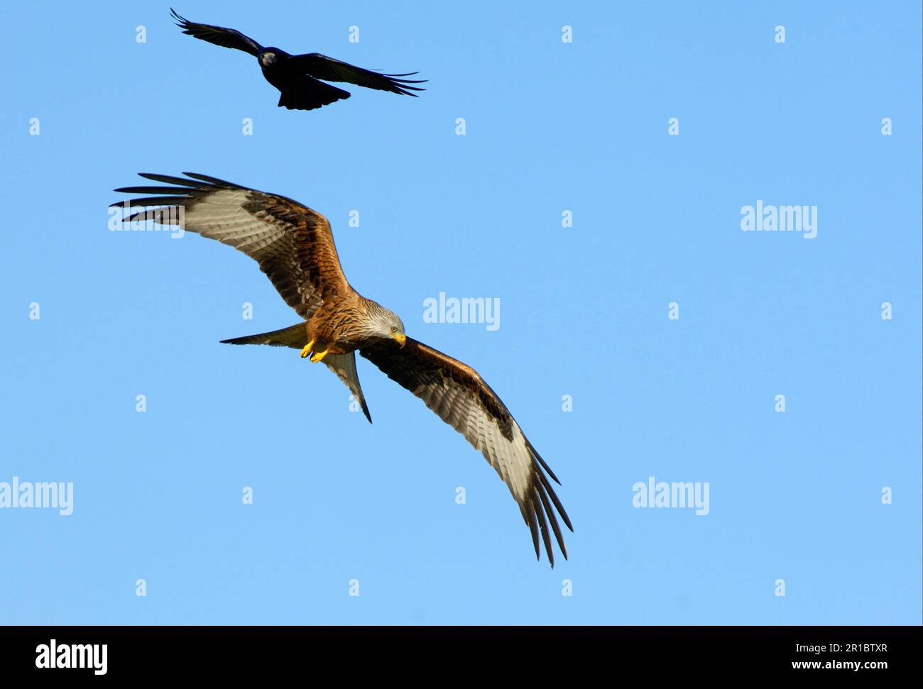 Red kite (Milvus milvus), adult, on the run, being attacked by a rook ...