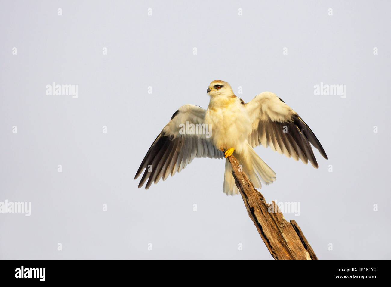 Black-winged kite (Elanus caeruleus), juvenile, with wings spread ...