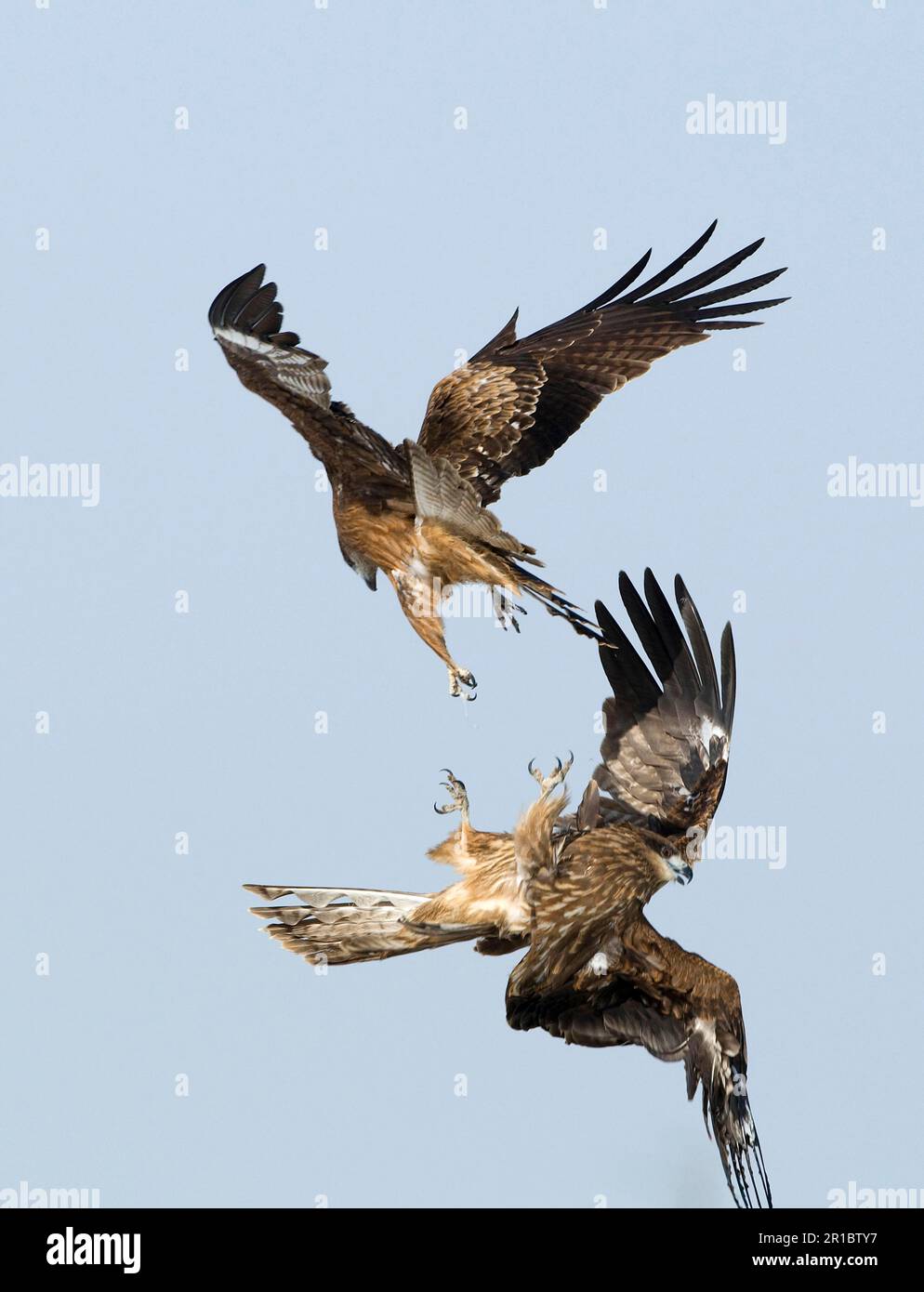 Black-eared Kite (Milvus migrans lineatus) two adults, fighting in ...
