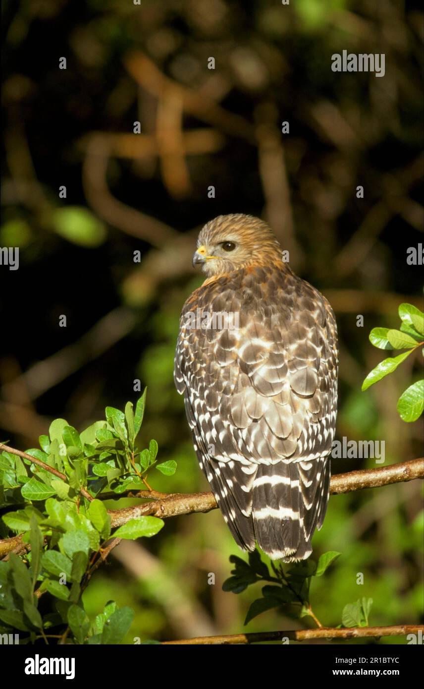 Red-shouldered Hawk, red-shouldered hawks (Buteo lineatus), Buzzard ...