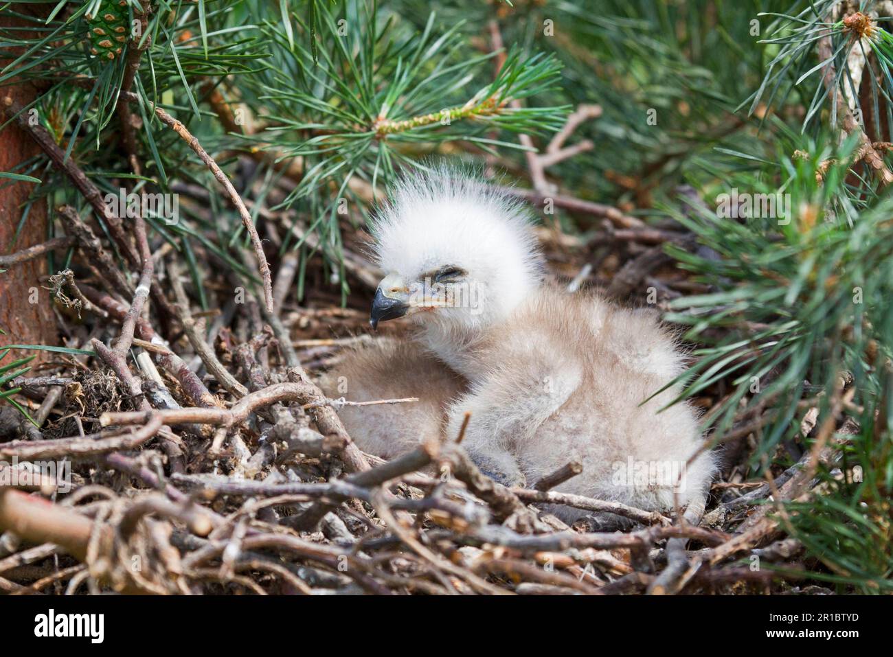 Red kite (Milvus milvus) two chicks, sitting in nest, June (in ...