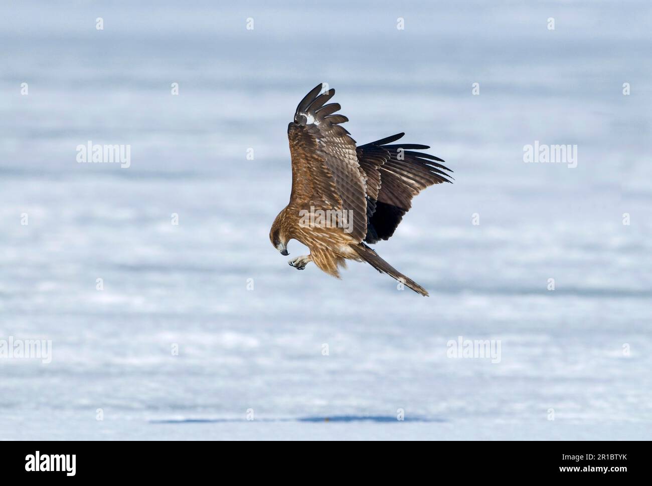 Black-eared Kite (Milvus migrans lineatus) adult, flying over snow ...