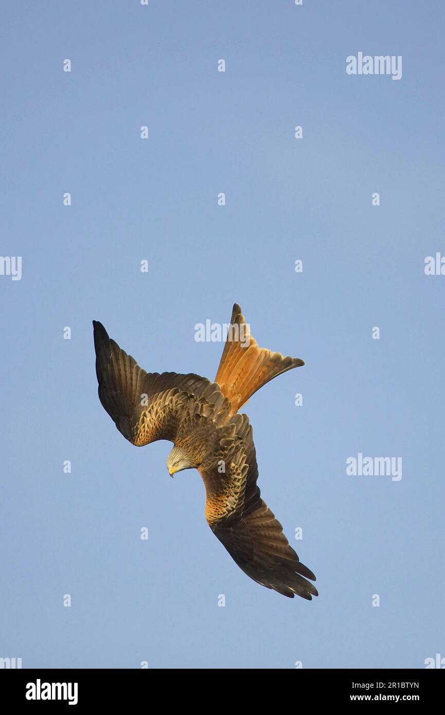 Red Kite, Red Kites (Milvus milvus), red kite, Red Kites, Forked ...