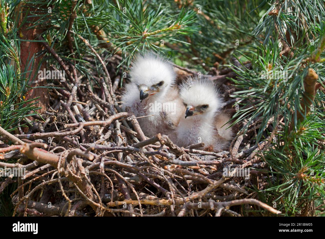 Red kite (Milvus milvus) two chicks, sitting in nest, June (in ...