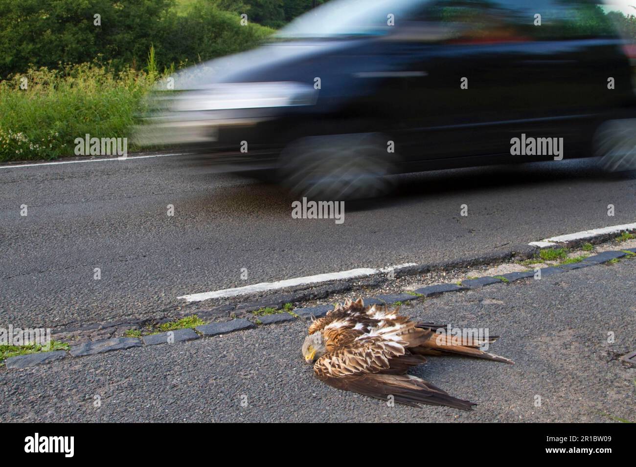 Dead bird of prey roadside hi-res stock photography and images - Alamy