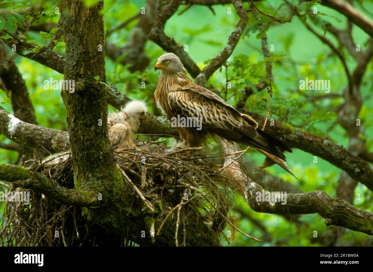 Juvenile red kite hi-res stock photography and images - Alamy