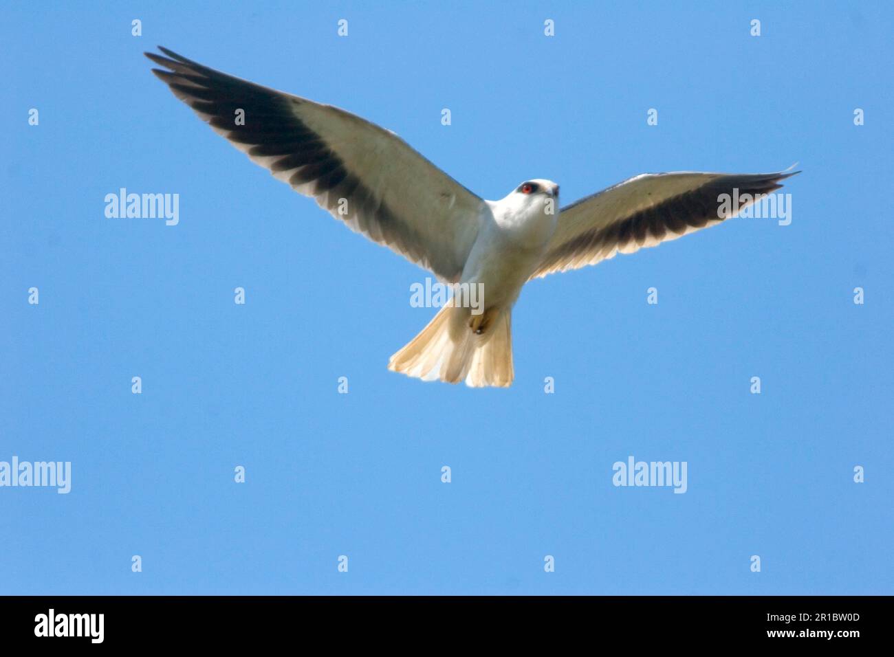Adult black-winged kite (Elanus caeruleus), hovering in flight, near ...