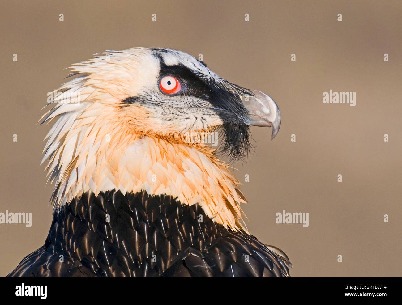 Vulture bird of prey bird spain spanish pyrenees hi-res stock ...