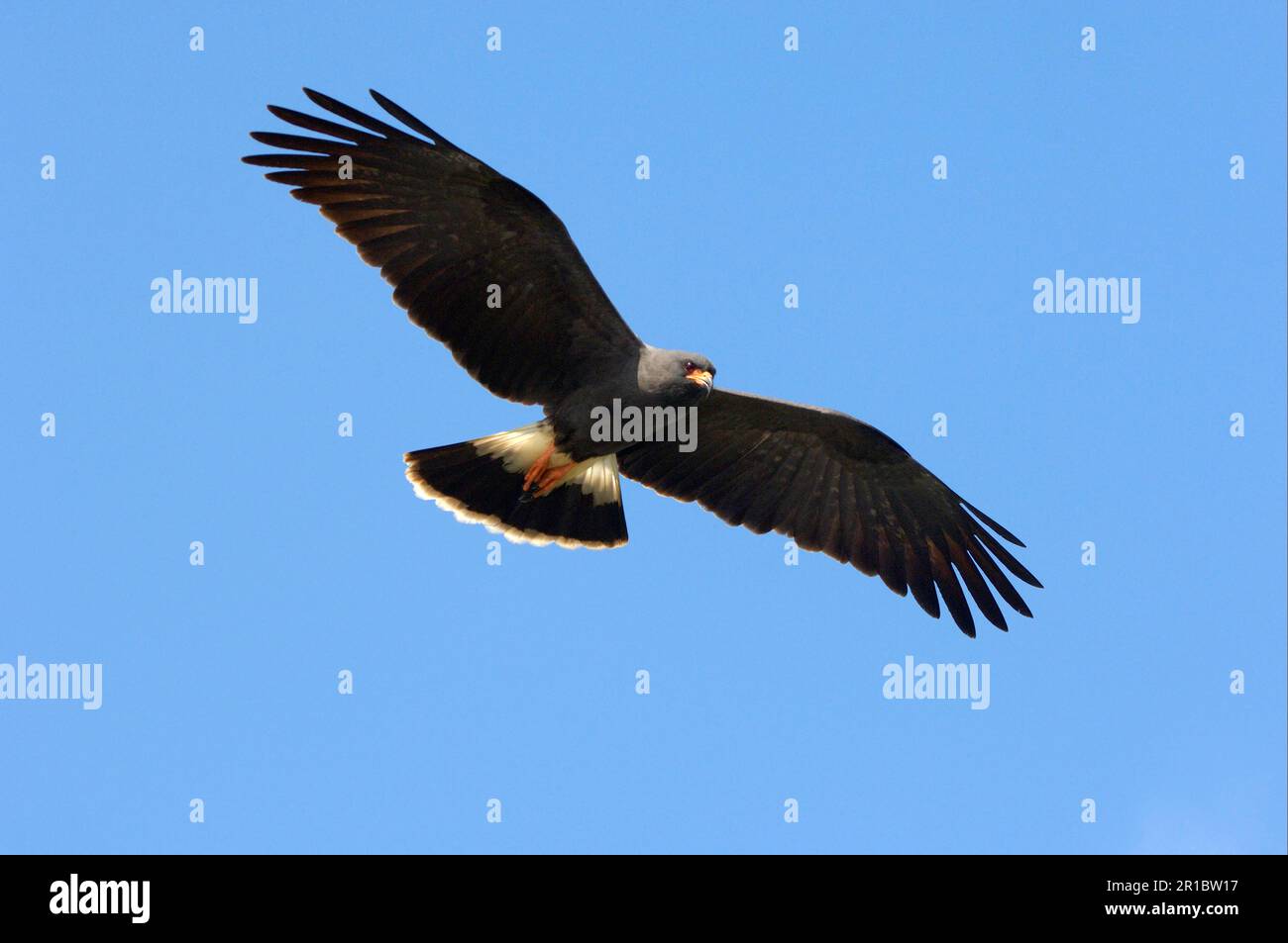 Snail Kite, Snail Harriers, Birds of Prey, Animals, Birds, Snail Kite ...