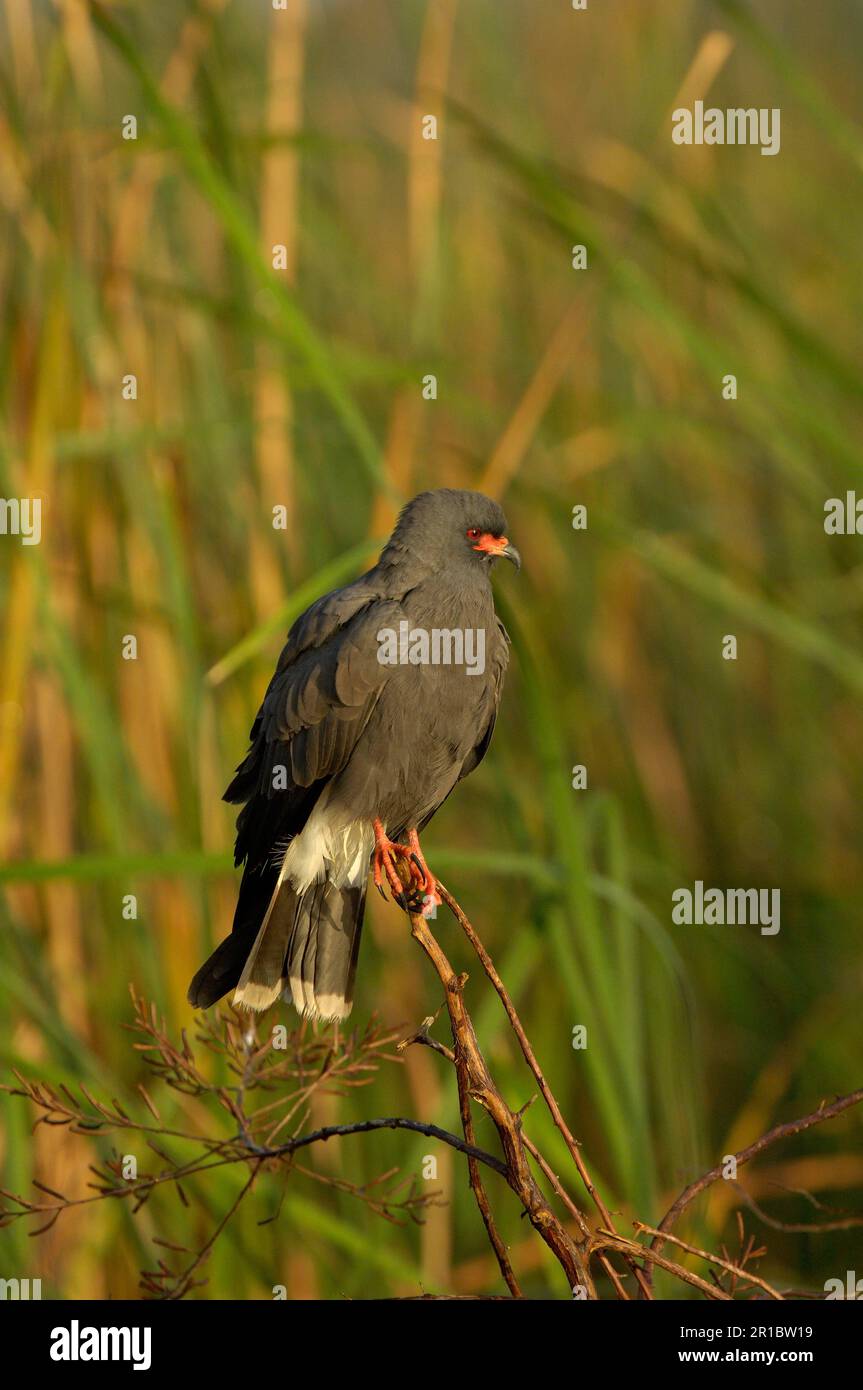 Snail Kite, Snail Harriers, Birds of Prey, Animals, Birds, Snail Kite ...