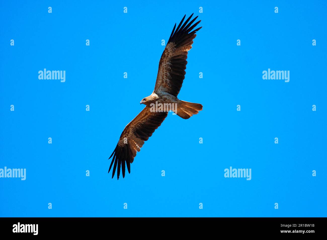 Whistling Kite (Haliastur sphenurus) adult, in flight, over dry monsoon ...