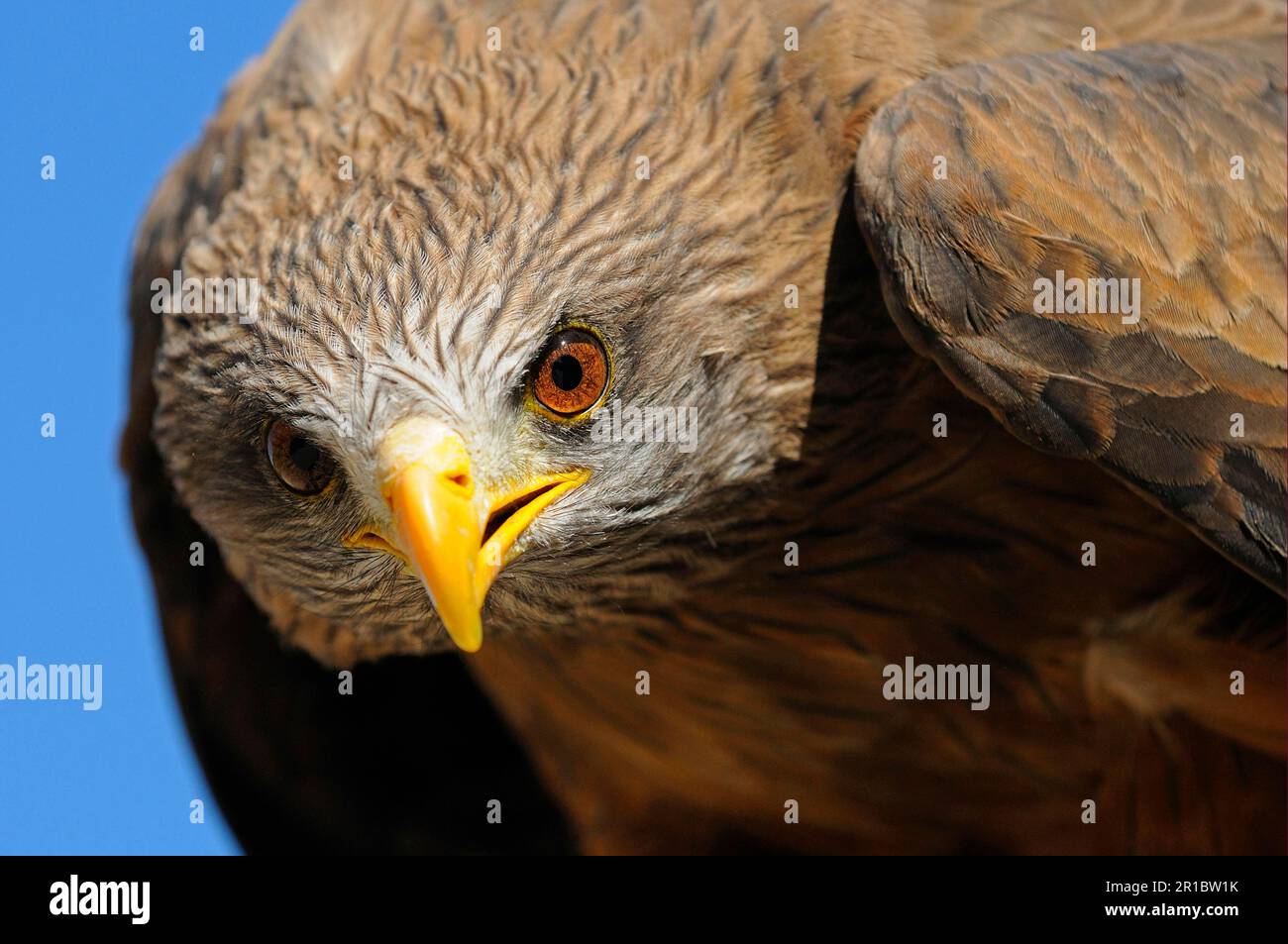 African yellow-billed kite (Milvus aegyptius) (Milvus migrans ...