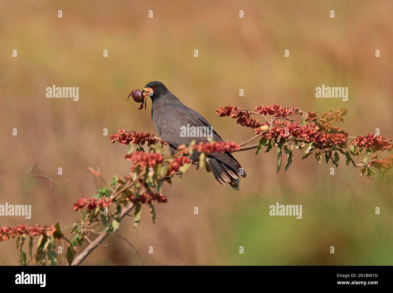 Snail Kite (Rostrahamus sociabilis sociabilis) adult male, with Red ...