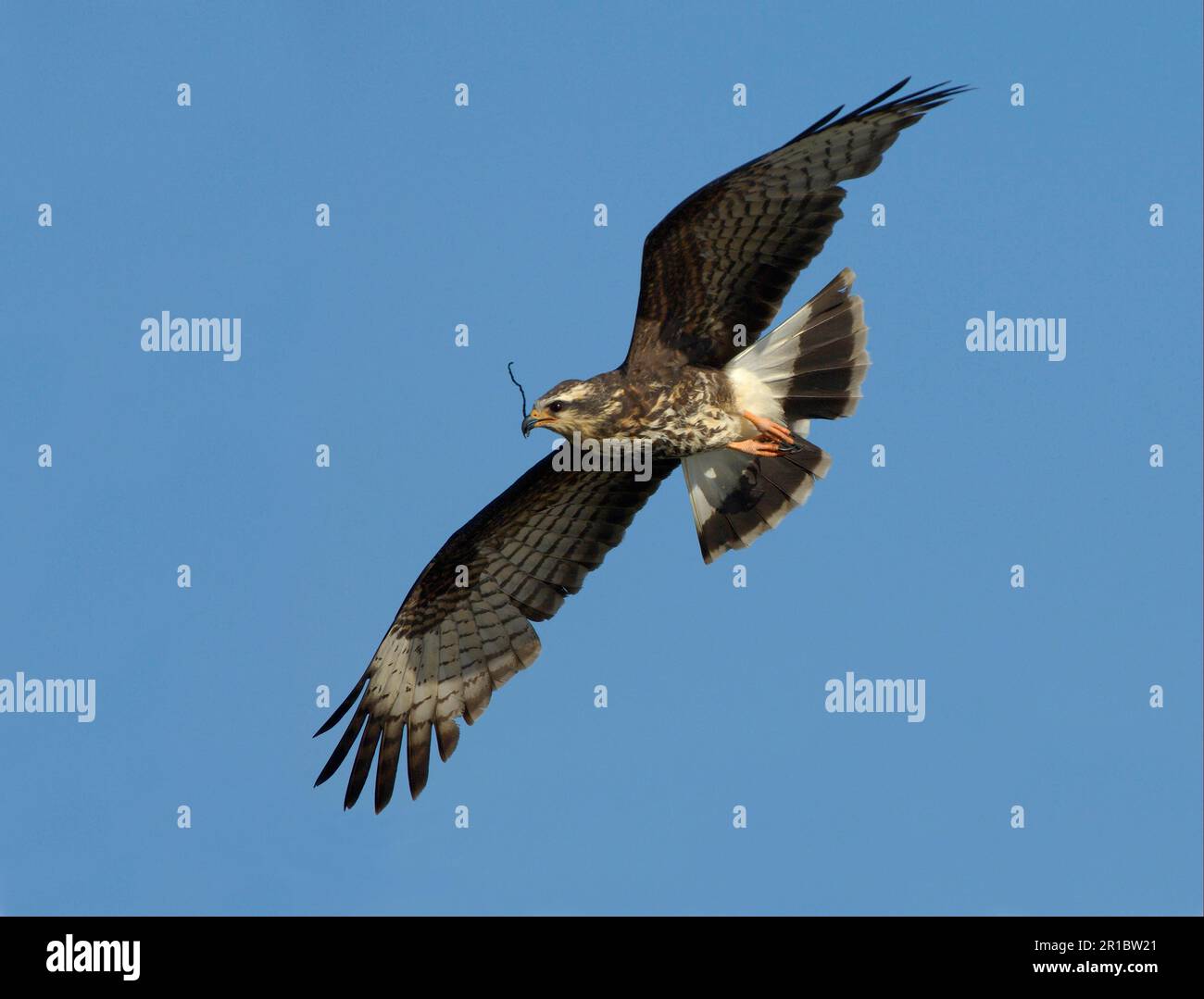 Snail kite nest hi-res stock photography and images - Alamy