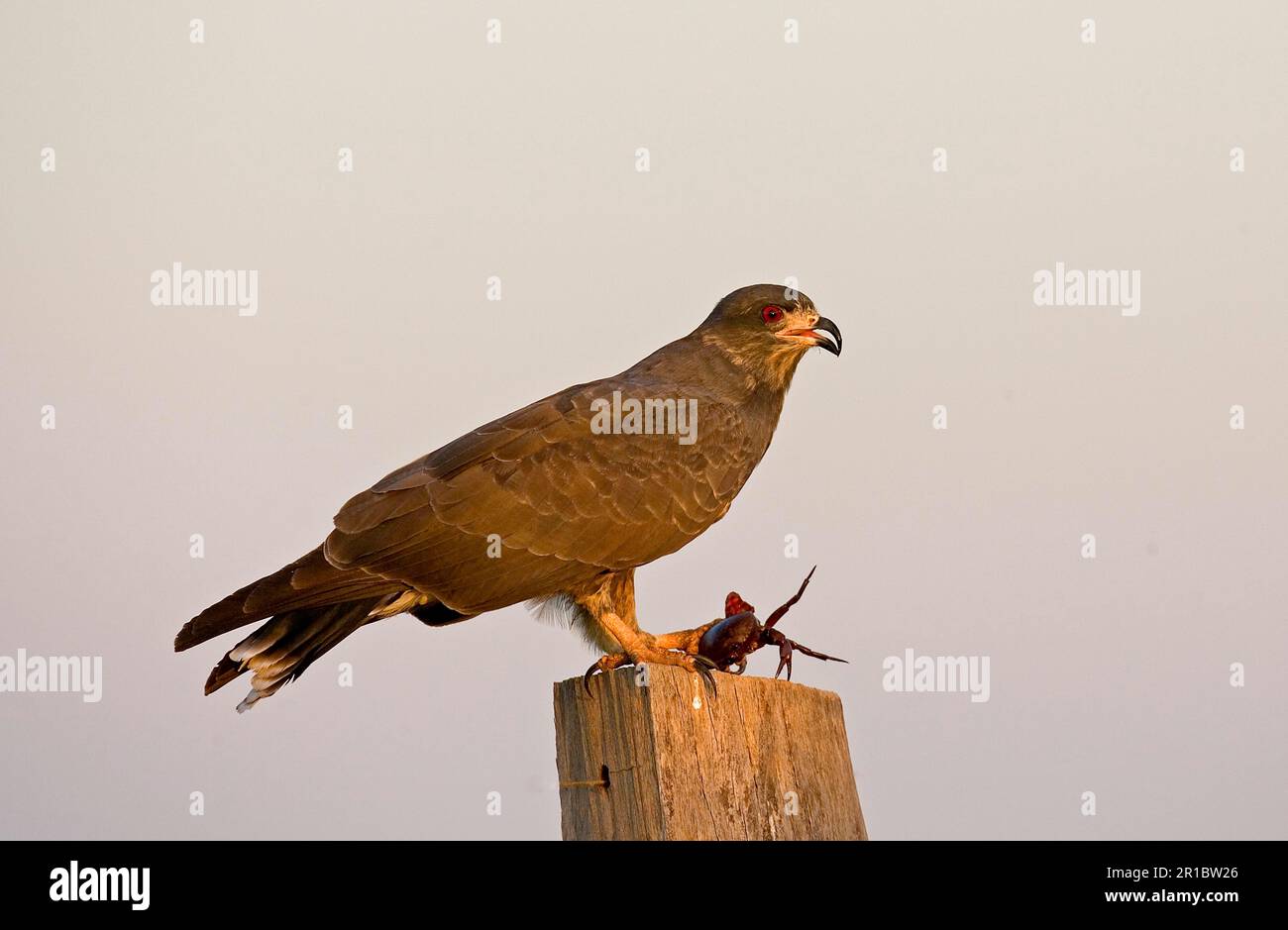 Snail Kite, Snail Harriers, Birds of Prey, Animals, Birds, Snail Kite ...