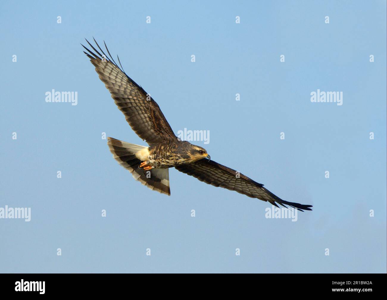 Snail Kite, Snail Harriers, Birds of Prey, Animals, Birds, Snail Kite ...