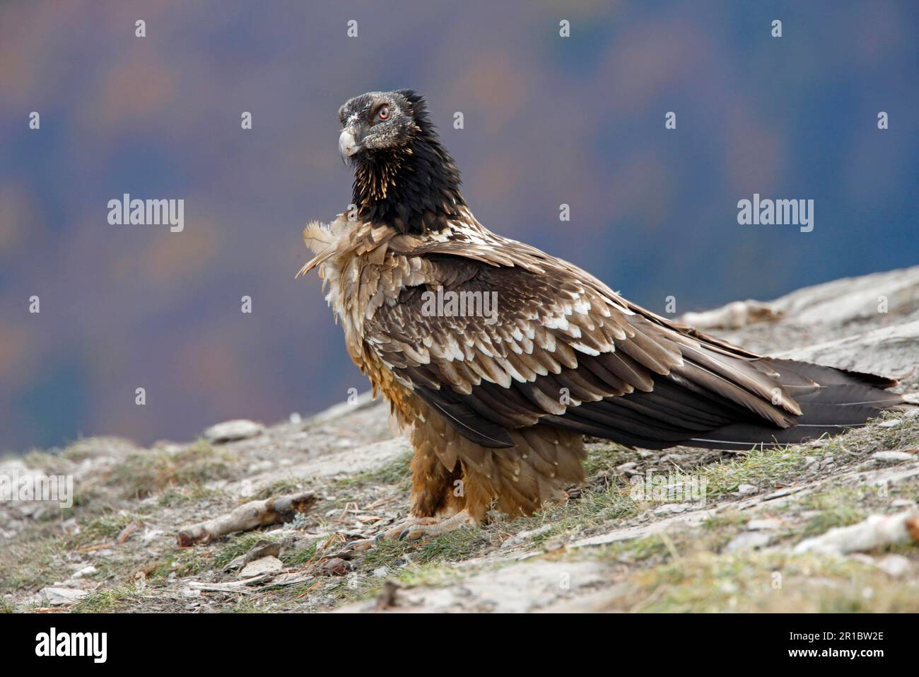 Bearded vulture (Gypaetus barbatus), vultures, birds of prey, animals ...
