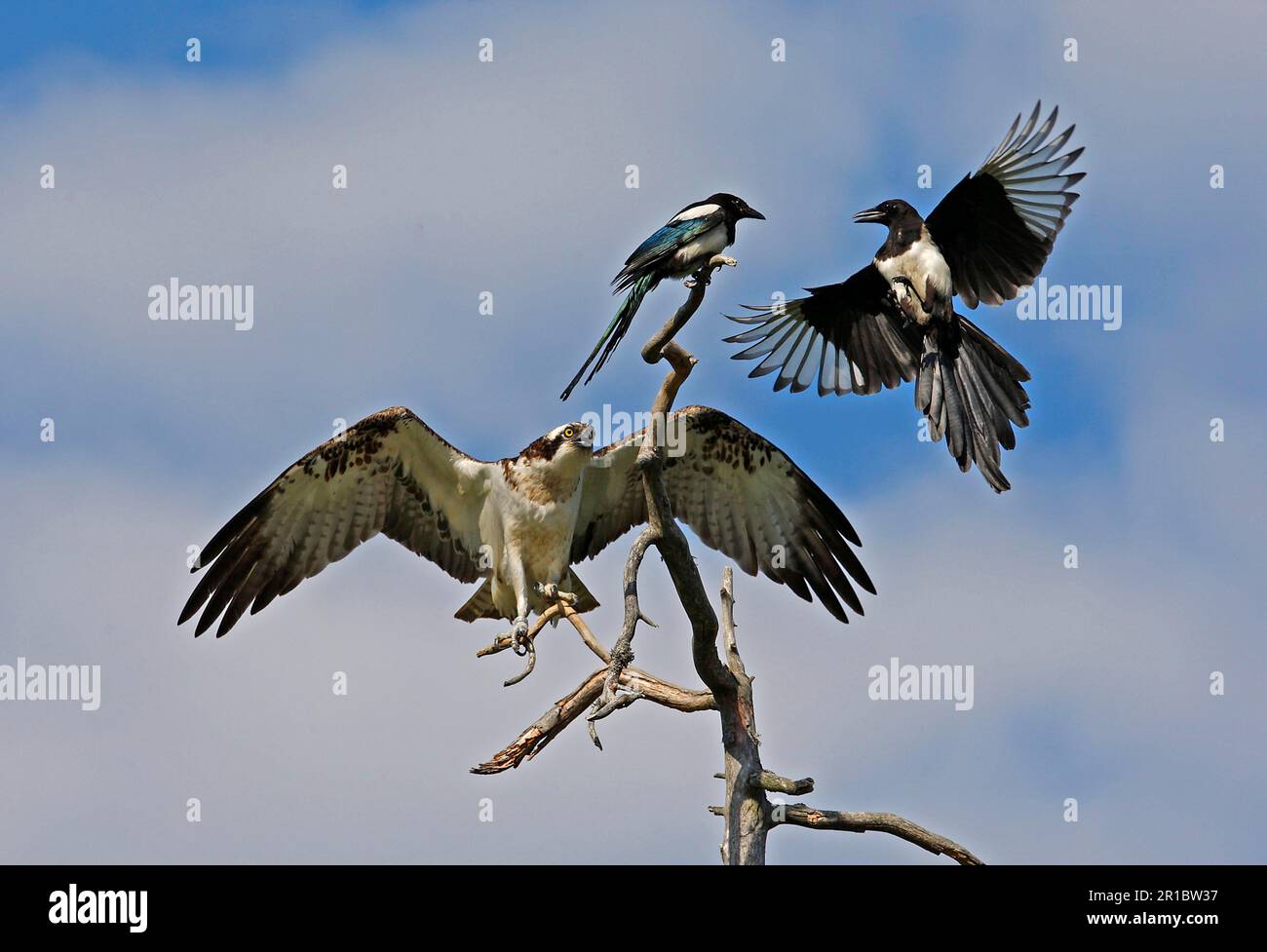 Adult western osprey (Pandion haliaetus) being mobbed by common ...