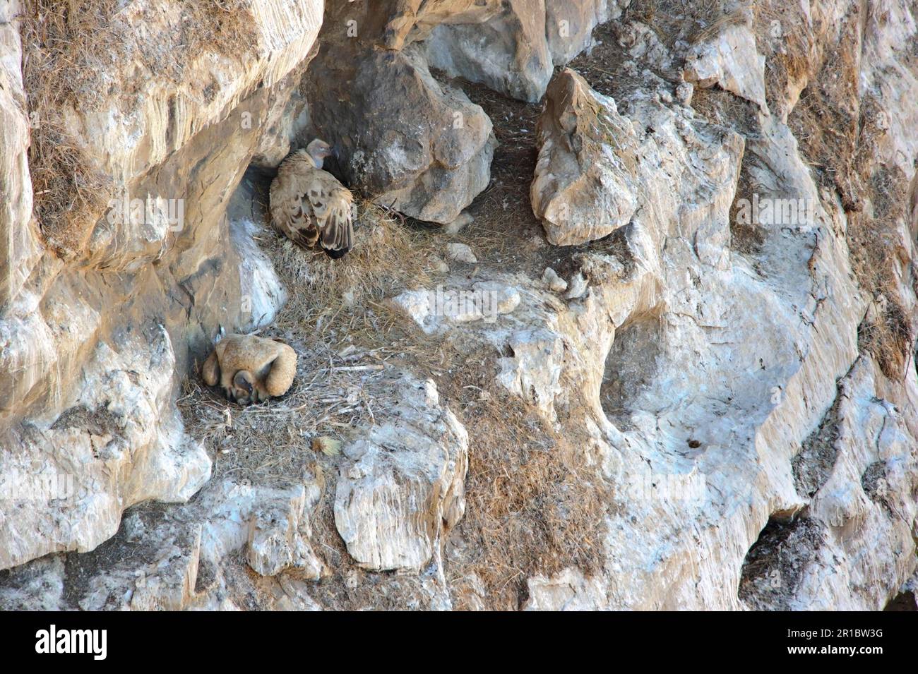 Cape griffon (Gyps coprotheres) two adults, sitting on nests on a cliff ...