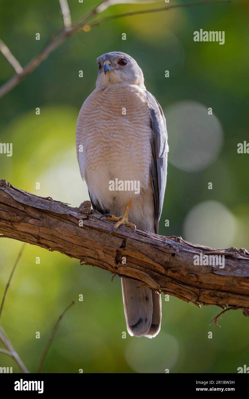 Adult shikra hi-res stock photography and images - Alamy