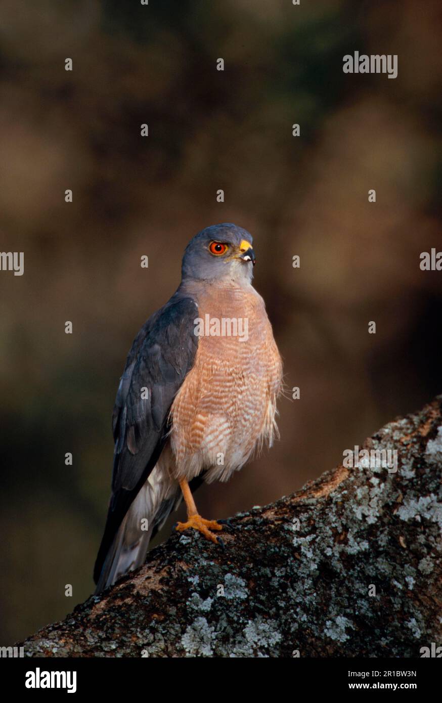Adult shikra hi-res stock photography and images - Alamy