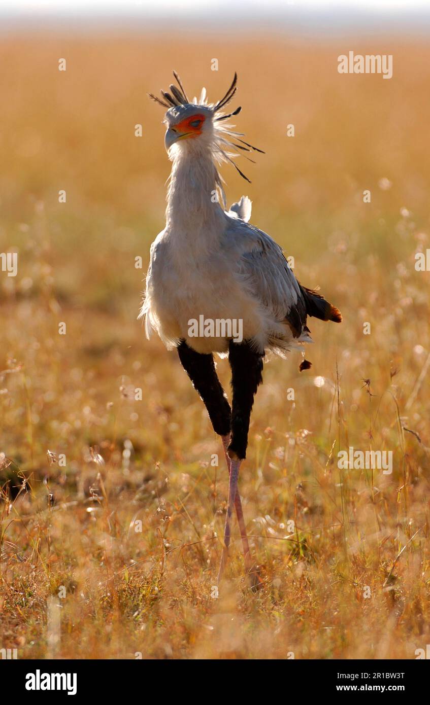 Secretary bird (Sagittarius serpentarius), birds of prey, animals ...