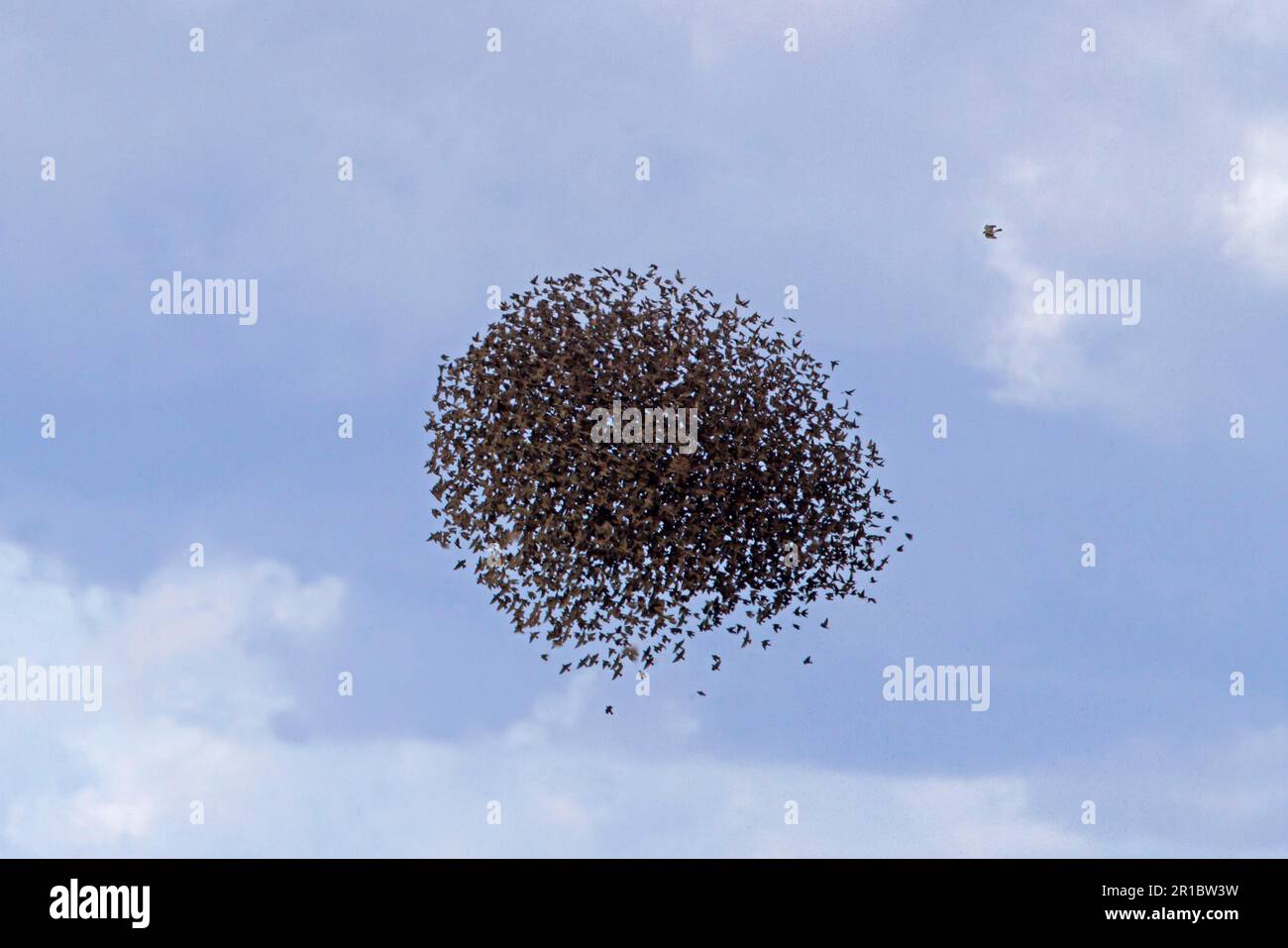 Common Starling (Sturnus vulgaris) and Spotless Starling (Sturnus ...