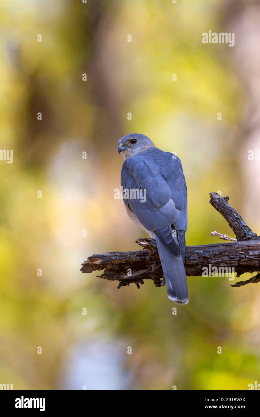 Shikra bird hi-res stock photography and images - Alamy