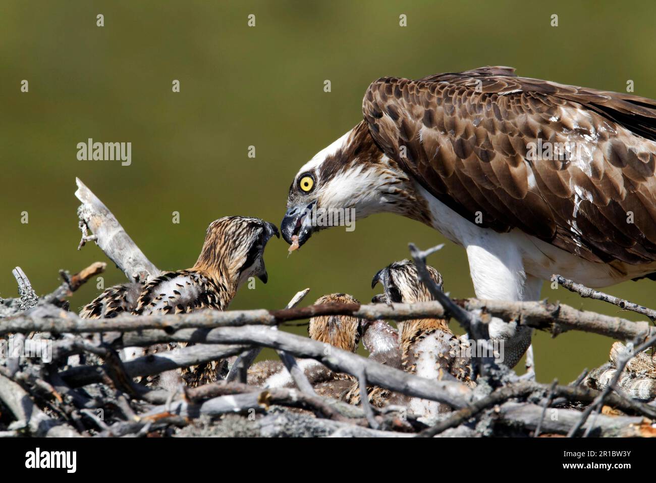 Western osprey (Pandion haliaetus) adult, feeding chicks at nest ...