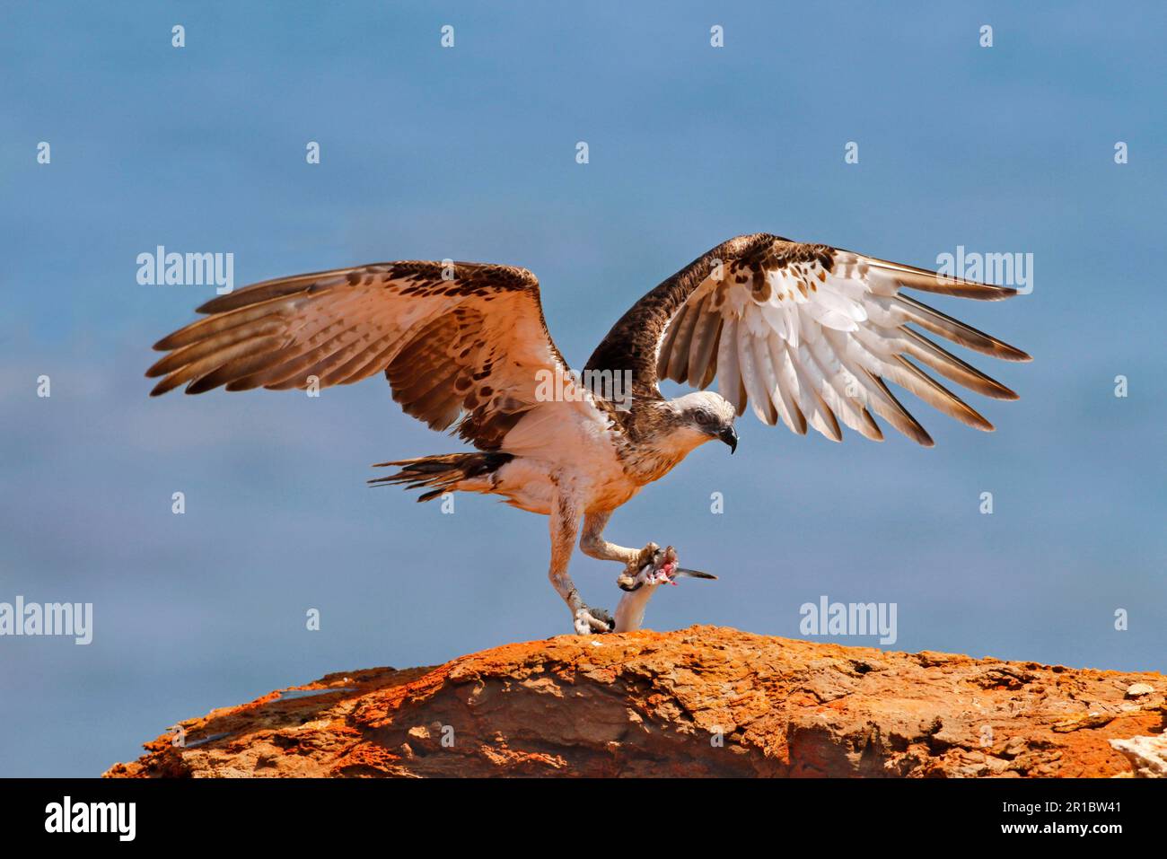 Australian fishing eagle, Australian osprey, eagles, birds of prey ...