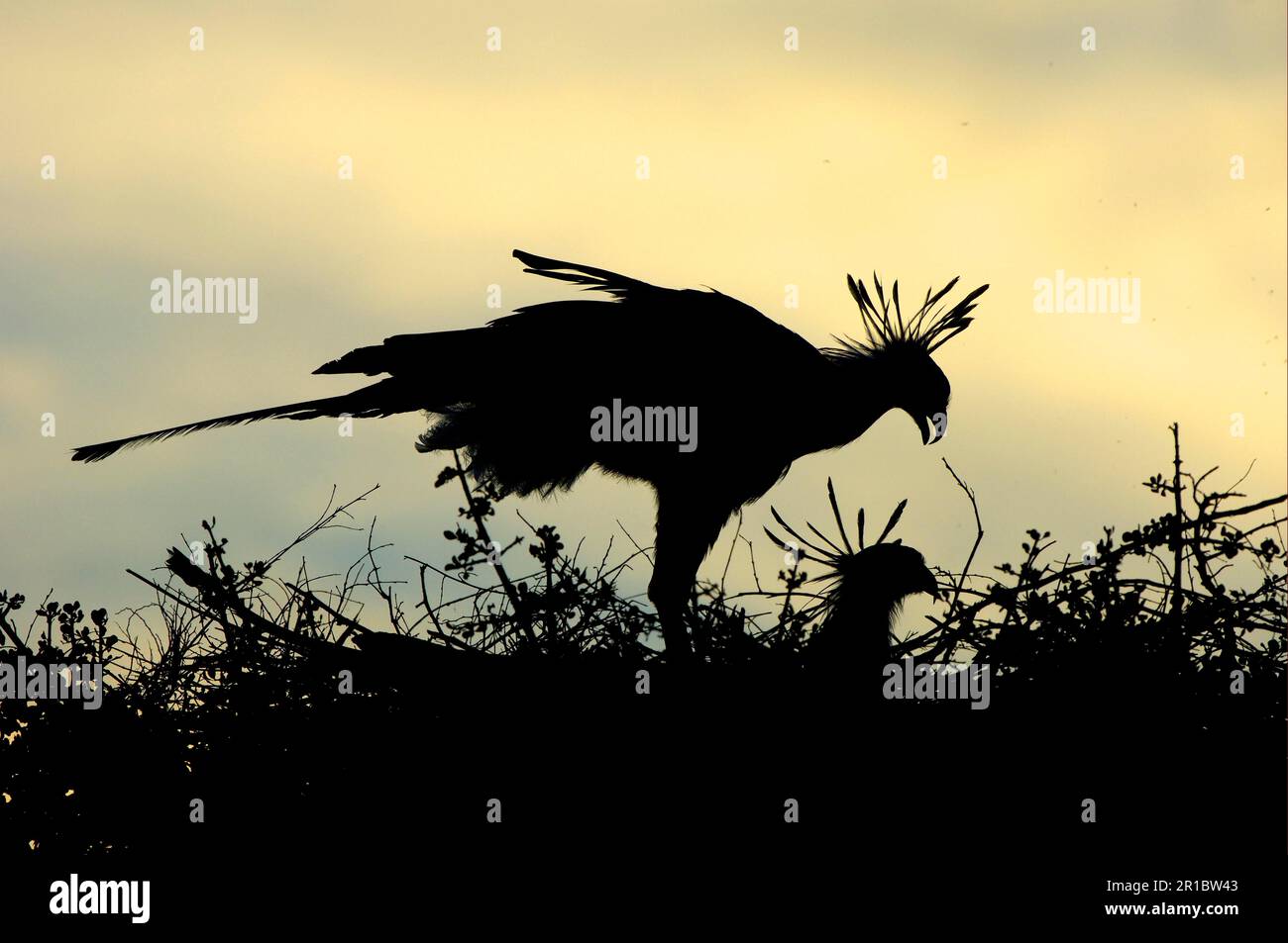 Secretary bird (Sagittarius serpentarius), Birds of prey, Animals ...