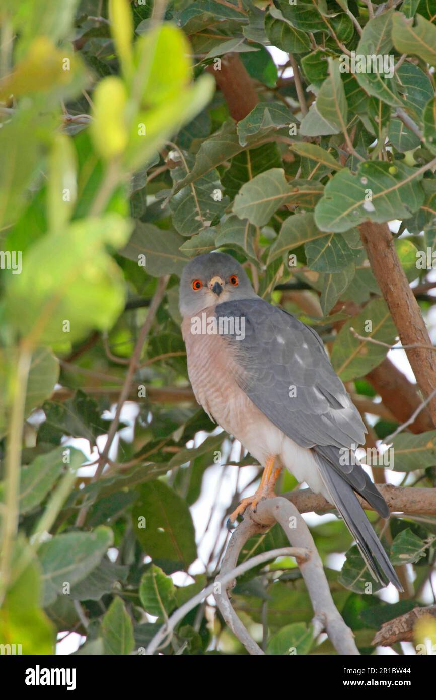 Shikra gambia hi-res stock photography and images - Alamy