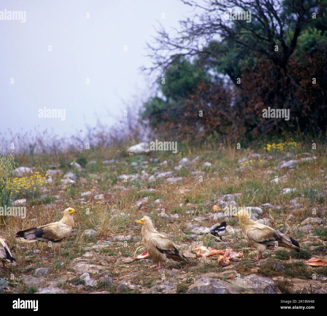 Egyptian vulture (Neophron percnopterus) Three on the ground of bones ...