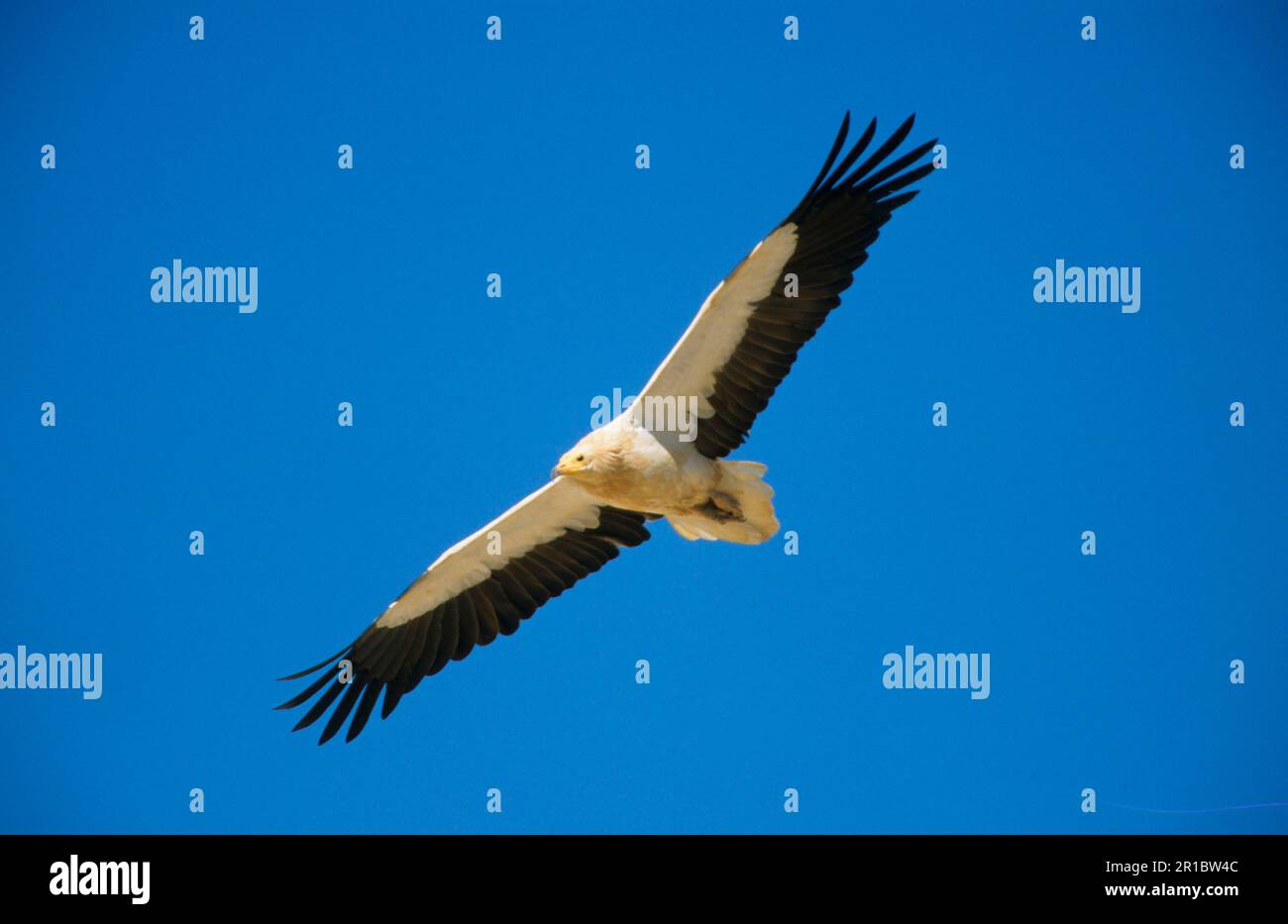 Egyptian vulture (Neophron percnopterus), Vulture, Birds of prey ...