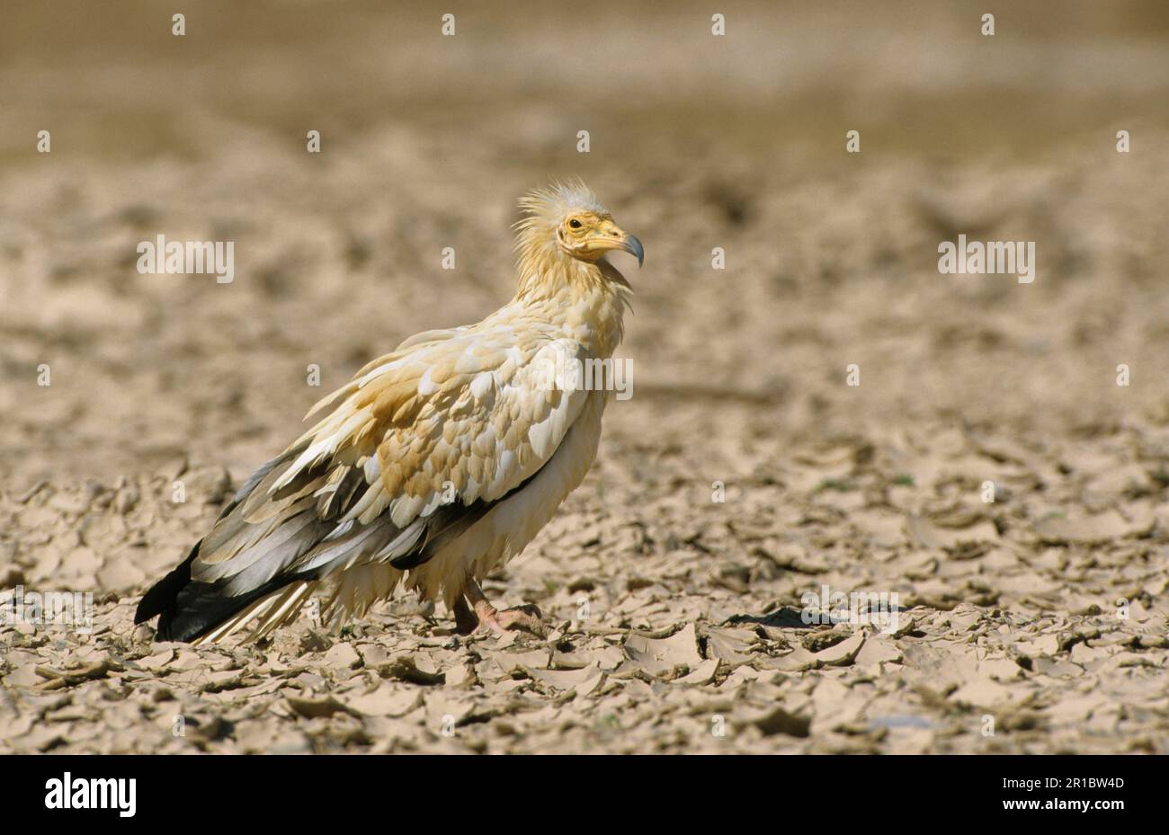 Egyptian vulture (Neophron percnopterus), Vulture, Birds of prey ...