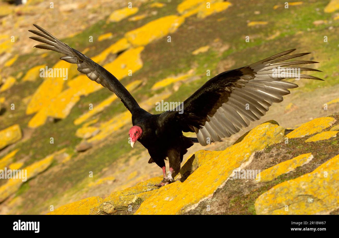 Turkey vulture (Cathartes aura) adult, spreading wings, standing on ...
