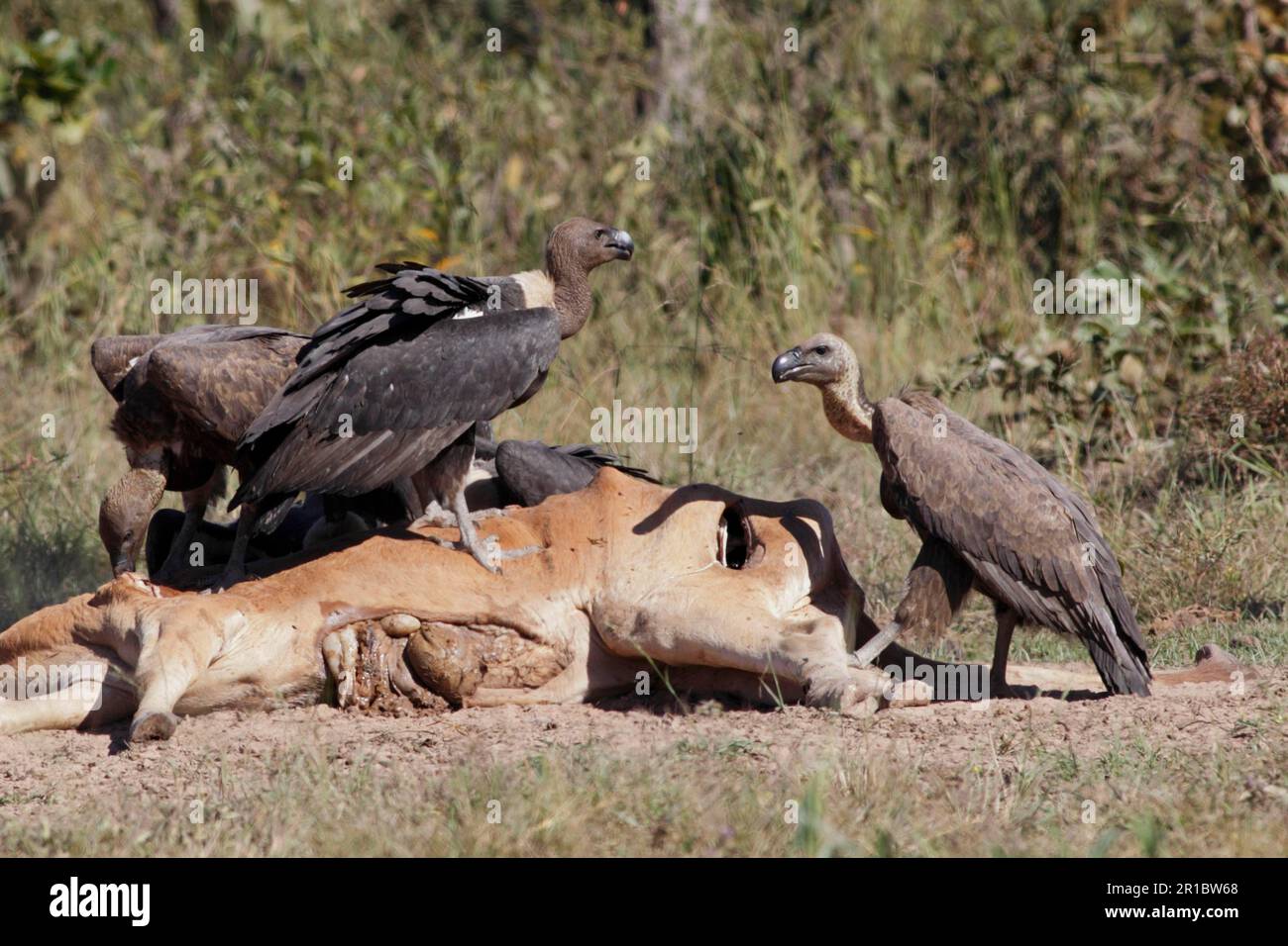 White-rumped Vulture (Gyps bengalensis) adult and juveniles, feeding on ...
