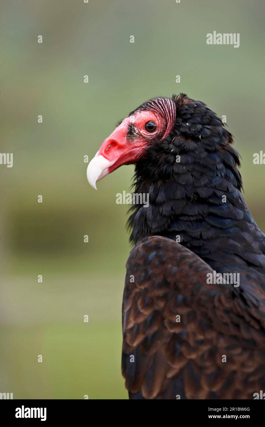Turkey vulture (Cathartes aura) adult, close-up of head and shoulders ...