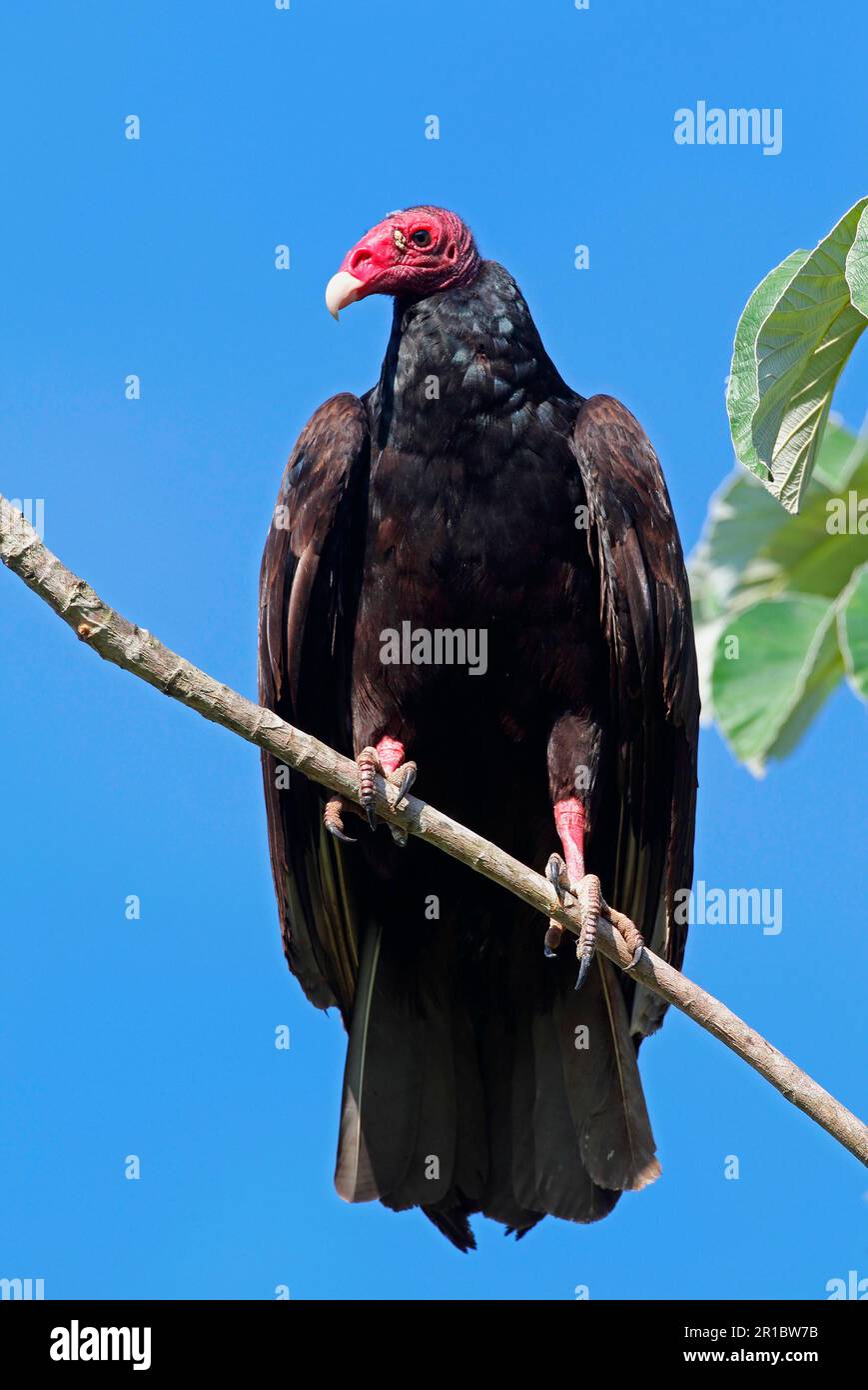Turkey vulture (Cathartes aura aura) adult, sitting on a branch, Zapata ...