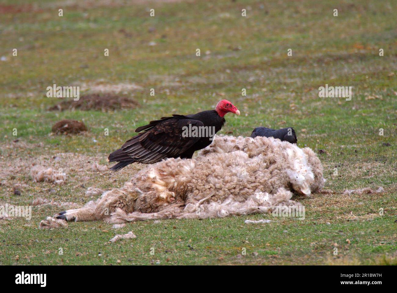 Turkey vulture (Cathartes aura) feeds on dead sheep Stock Photo - Alamy