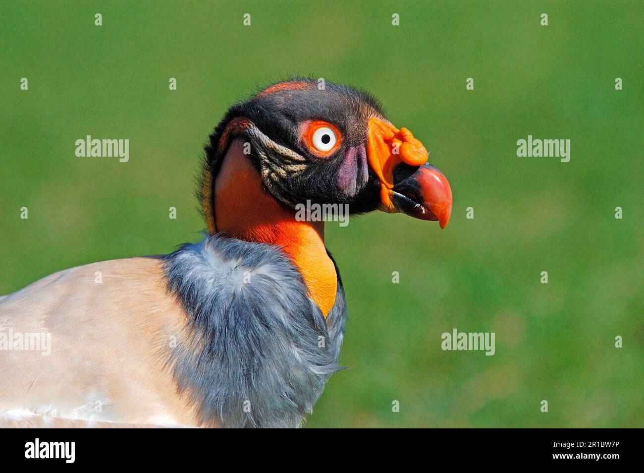 King Vulture, Vultures, Birds of prey, Animals, Birds, King Vulture ...